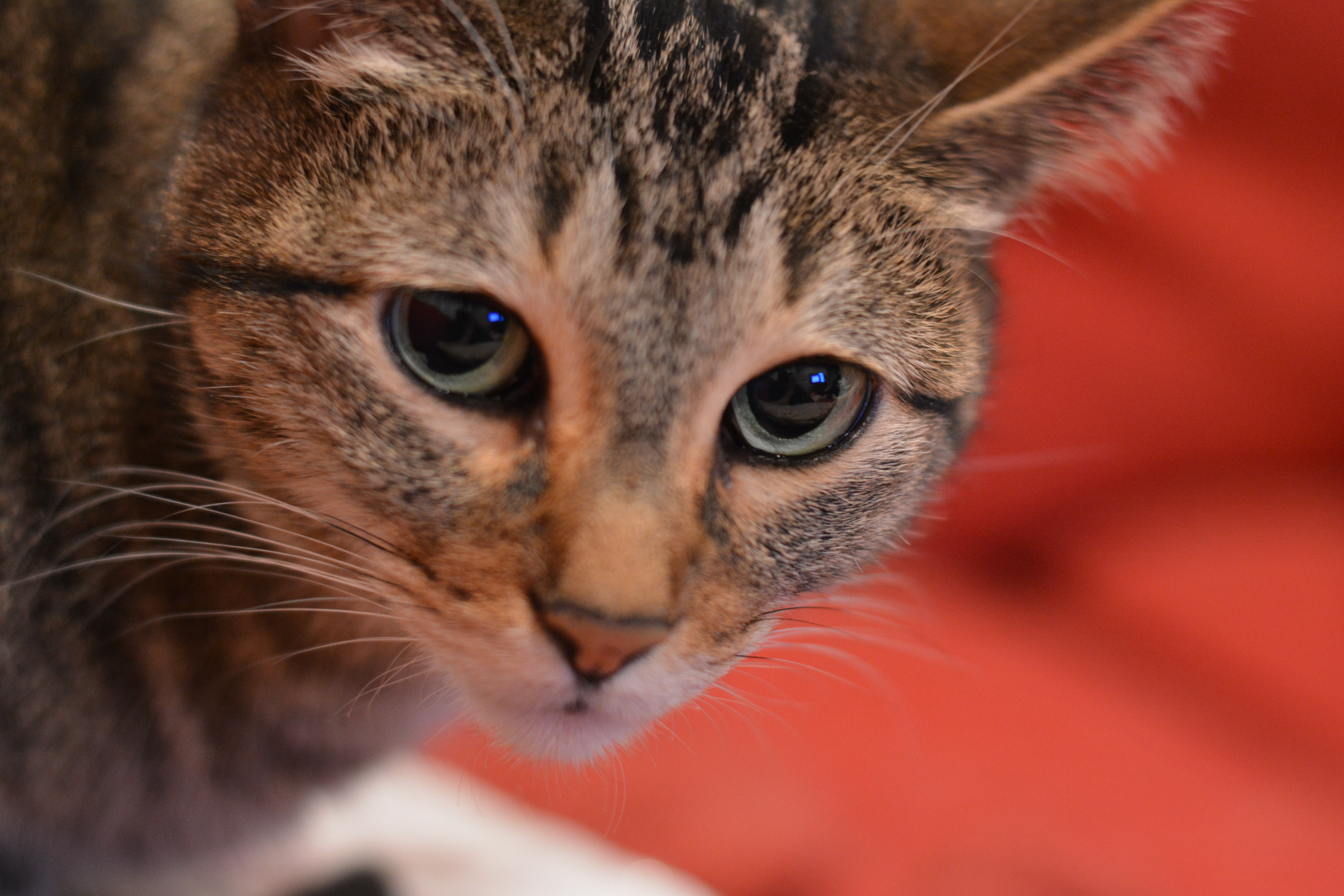 Dr. Maria VonderHaar Veterinarian DVM Royal Treatment Center | Royal ...