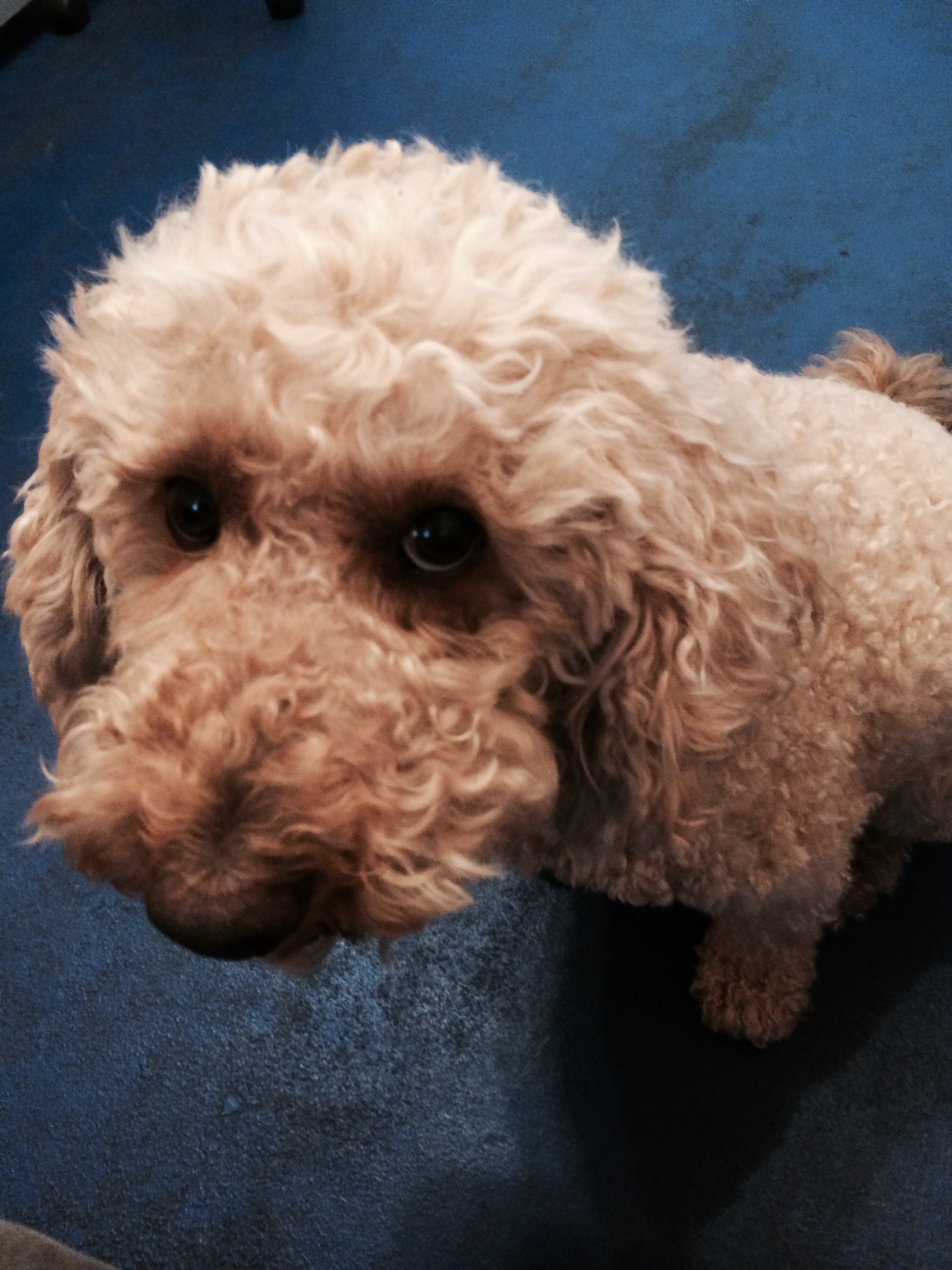 Hidden Health Risks for Your Pets in Having a Green Lawn | Royal ...