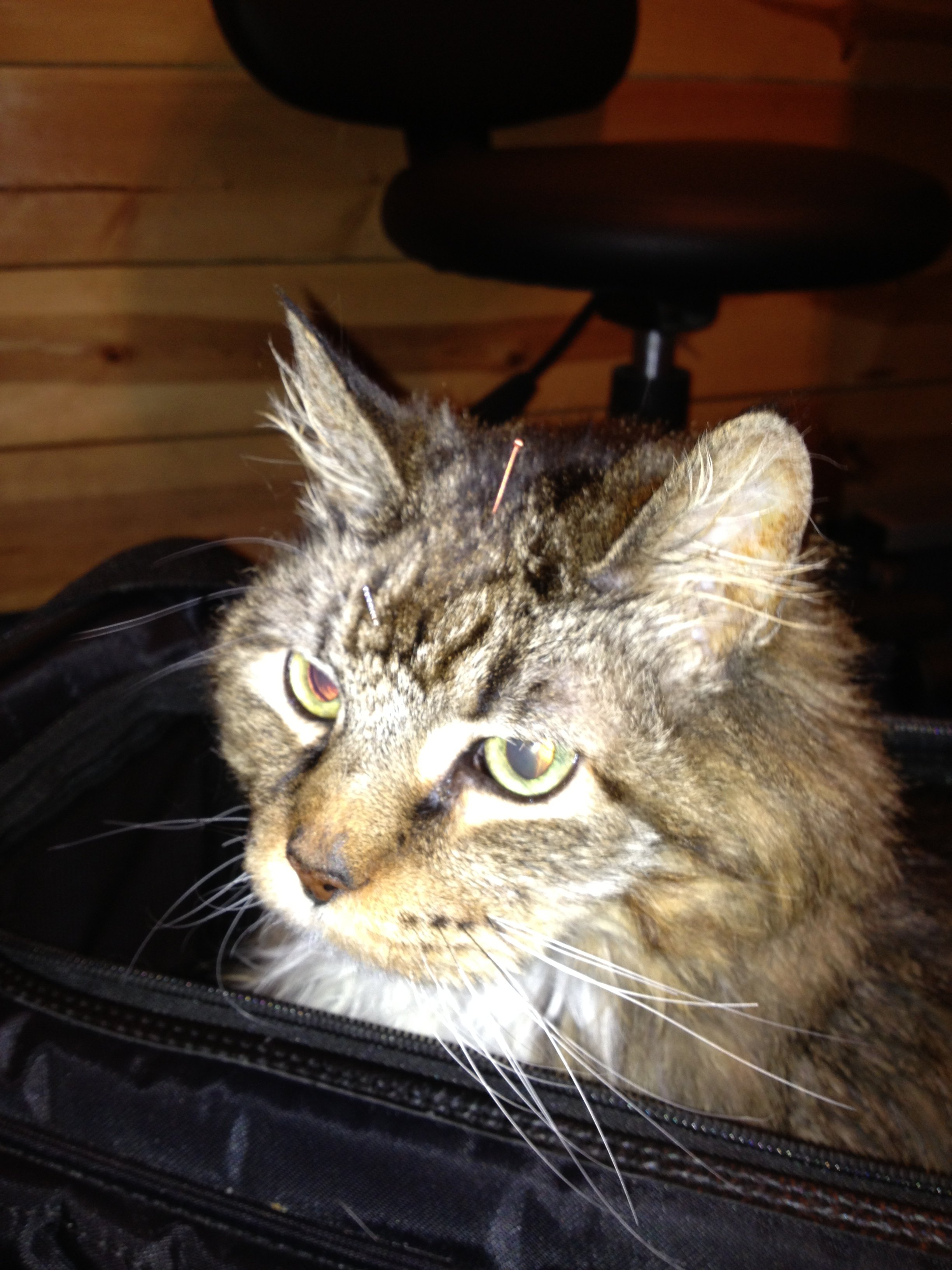 13 Tips to Minimize Radiation Exposure in Your Pets | Royal Treatment ...