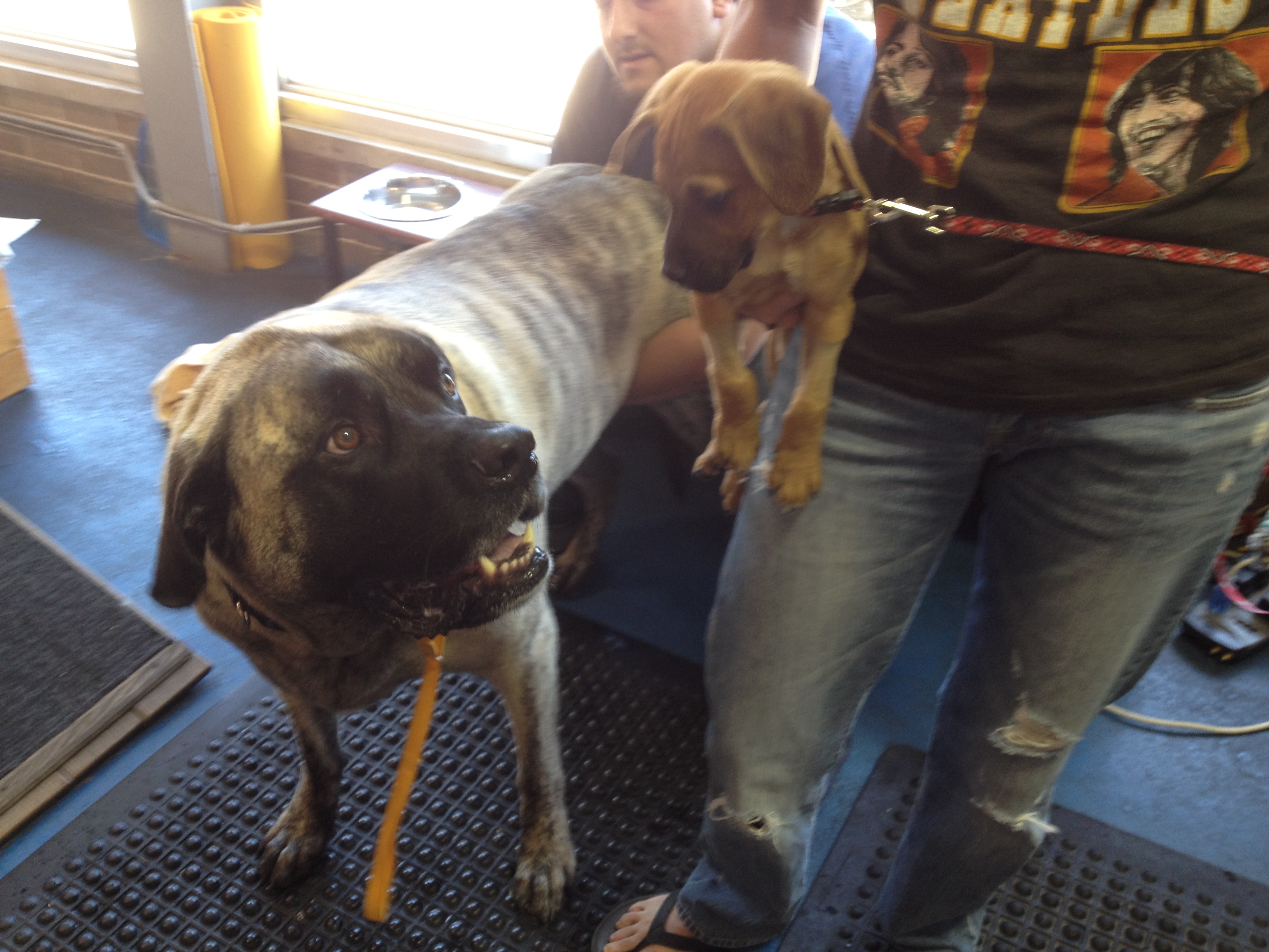 Welcome to Royal Animal Health University | Royal Treatment Veterinary ...